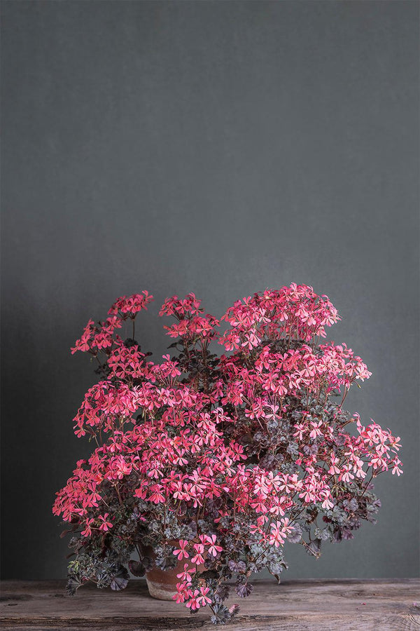 Pelargonium 'Dresden Pink' - a decorative geranium with rich flowering ...