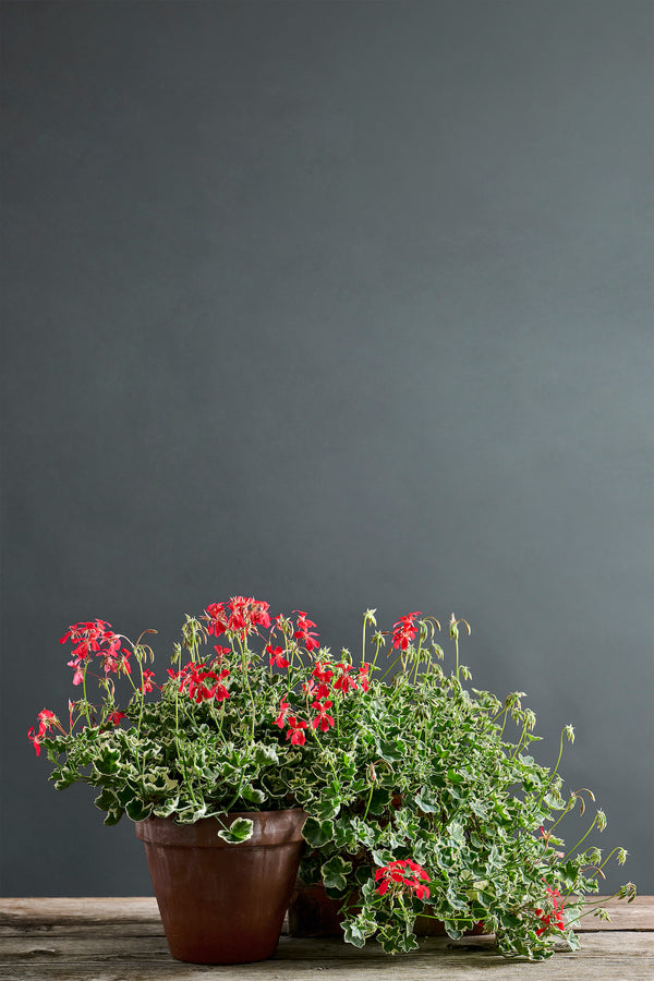 Pelargonium 'Evka' - a mini Parisian geranium – GEA | Green Ever After