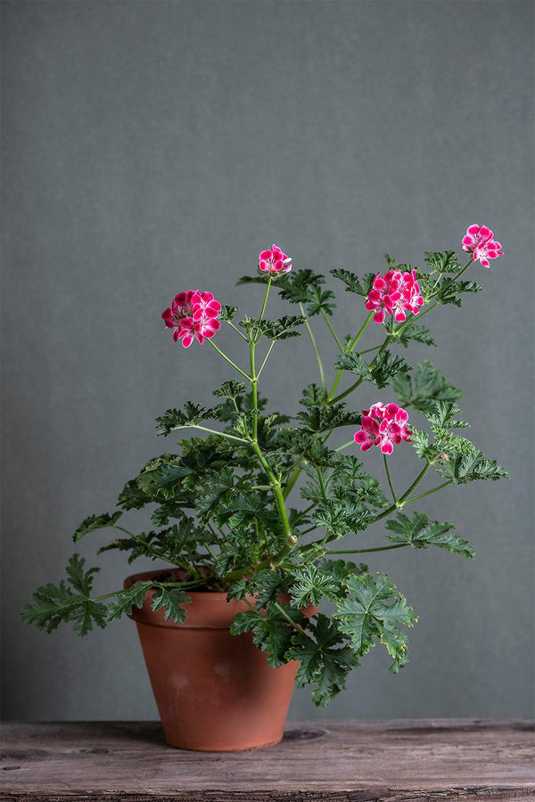 Pelargonium 'Patons Unique' - Unique Geranium from 1870 – GEA | Green ...