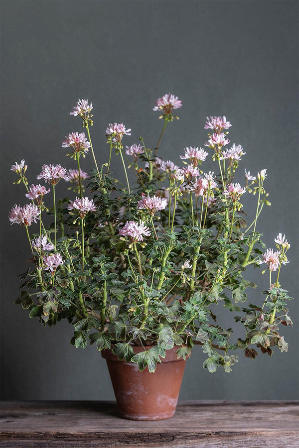 Pelargonium 'Pagoda' - a stellar with double flowers – GEA | Green Ever ...