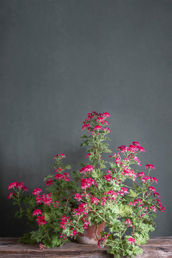 Pelargonium radula rosea – GEA | Green Ever After